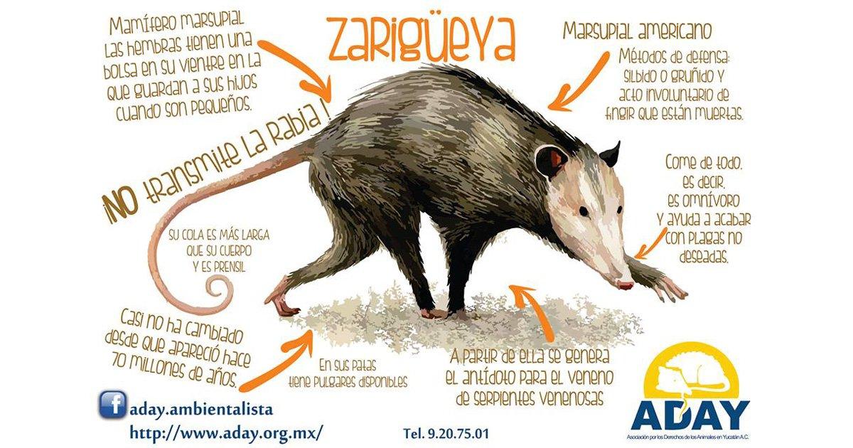 Ayudemos a vivir a las zarigüeyas