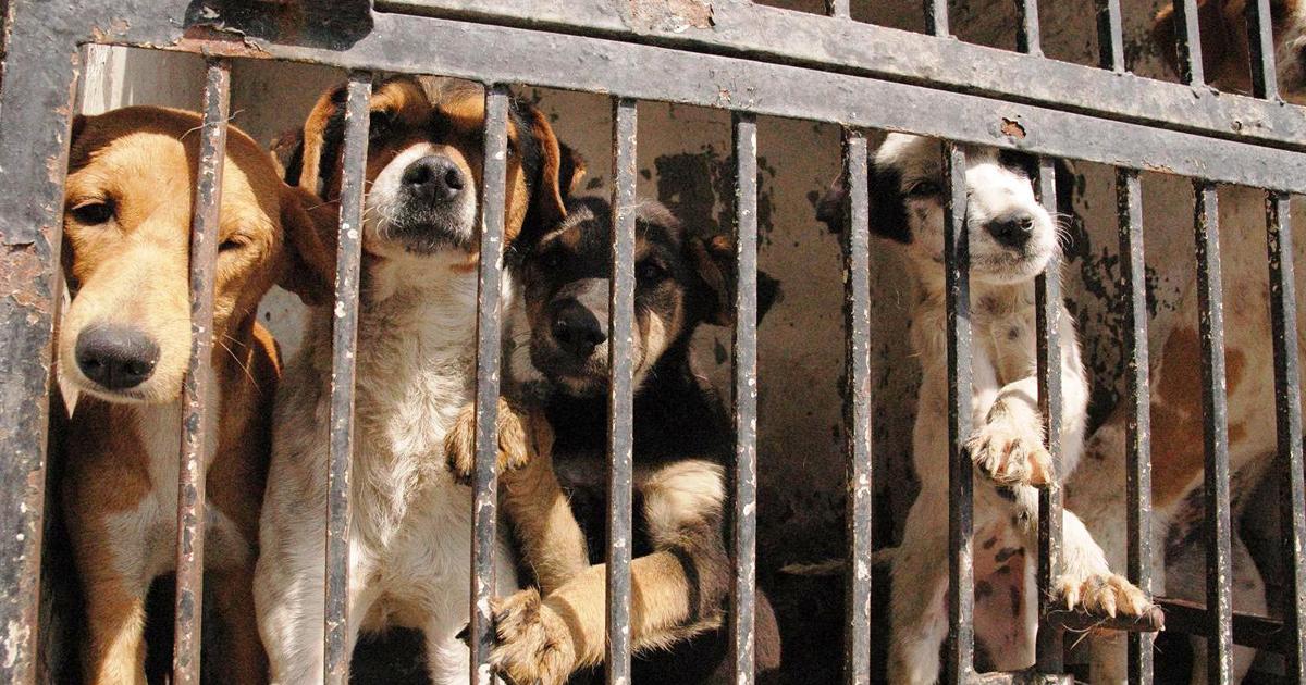 Stop Animal Abuse Fines And Jail For Animal Abusers stop-animal-abuse-fines-and-jail-for-animal-abusers