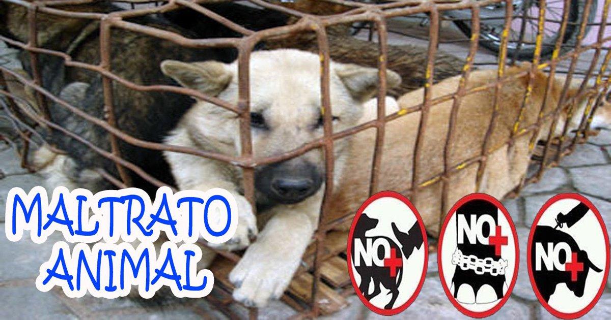 Protect the nature and the defenseless animals increasing the penalties