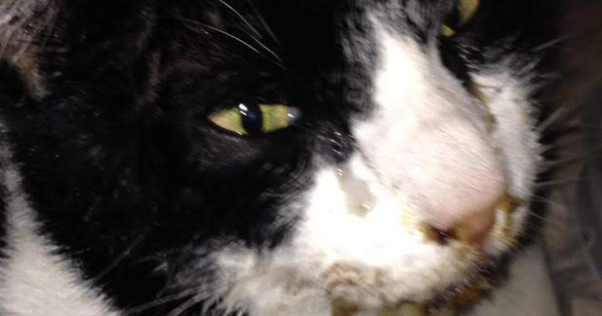 Help for my cat that has been diagnosed with Feline Leukemia and is ...